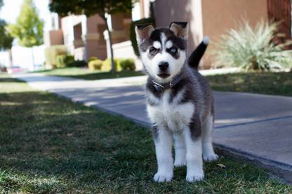 Cute Pitsky Dog Multicolour Poster PhotoPrint Print Photographic Paper ...