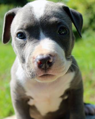 Cute Pitsky Dog Multicolour Poster PhotoPrint Print Photographic Paper ...