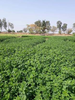 NIDHI AGRO AND FARM METHI GRASS SEEDS, ALFA ALFA SEEDS, LASUN GRASS ...