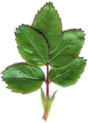 Green Era Rose Plant Price in India - Buy Green Era Rose Plant online ...