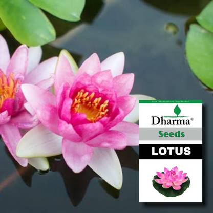 Dharma Lotus, Kamal, Padma Seed Price in India - Buy Dharma Lotus ...