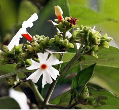 Garden Basket PARIJAAT, HAR SHRINGAR, QUEEN OF NIGHT Seed (20 per ...