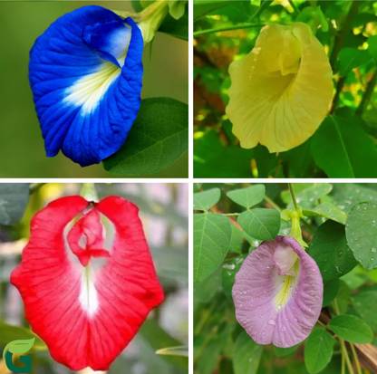 GARDENING CROP Aparajita Mixed Colour Neelkanth Flower Butterfly Pea ...