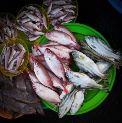 FISH POSTERS, MACHALI POSTER, JALPARI POSTER, Waterproof Vinyl Sticker ...