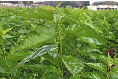 natikrd Shahtoot/Mulberry Plant Price in India - Buy natikrd Shahtoot ...
