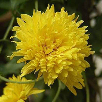 CYBEXIS Guldavari/Chrysanthemum Yellow Color Flower Seeds Seed Price in ...