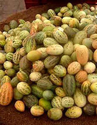 Gromax India Different Variety Foot Kachri Vegetable Seeds For Your ...