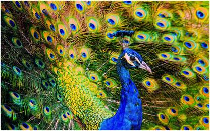 Peacock Bird Wall Poster For Room P19 Paper Print - Birds posters in ...