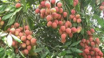 Fulmala Nursery Litchi Plant Price in India - Buy Fulmala Nursery ...