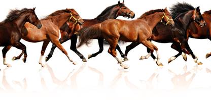 Horse poster & ghoda poster & animals POSTERS Waterproof Vinyl Sticker ...