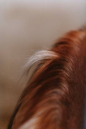 Horse poster & ghoda poster & animals POSTERS Waterproof Vinyl Sticker ...