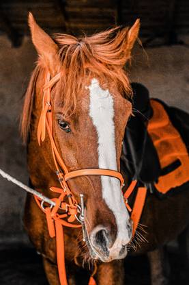 Horse poster & ghoda poster & animals POSTERS Waterproof Vinyl Sticker ...