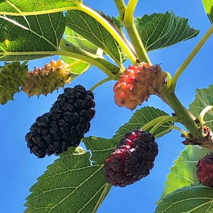 Cloud Farm Shahtoot/Mulberry Plant Price in India - Buy Cloud Farm ...