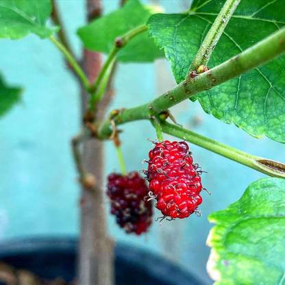 Cloud Farm Shahtoot/Mulberry Plant Price in India - Buy Cloud Farm ...