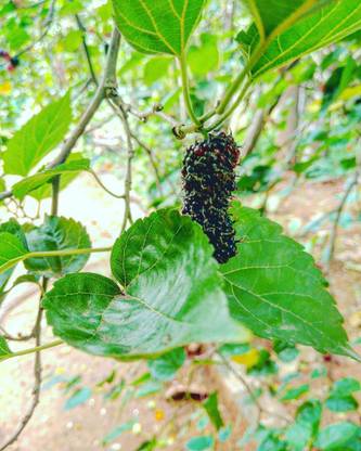 Cloud Farm Shahtoot/Mulberry Plant Price in India - Buy Cloud Farm ...