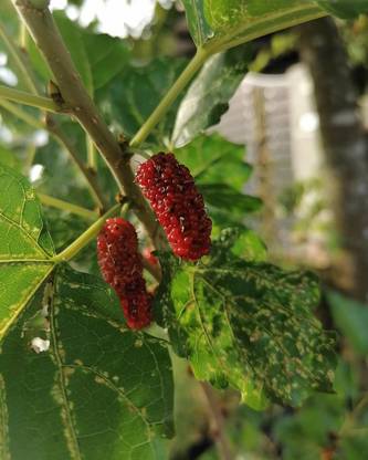 Cloud Farm Shahtoot/Mulberry Plant Price in India - Buy Cloud Farm ...