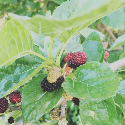 Cloud Farm Shahtoot/Mulberry Plant Price in India - Buy Cloud Farm ...