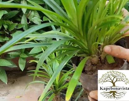 Kapebonavista Basmati Plant Bai Toey Pandan Rambha Biriyani Plant, it ...