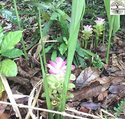 Kapebonavista Ban haldi Jangli wild Haldi turmeric plant, it is a plant ...