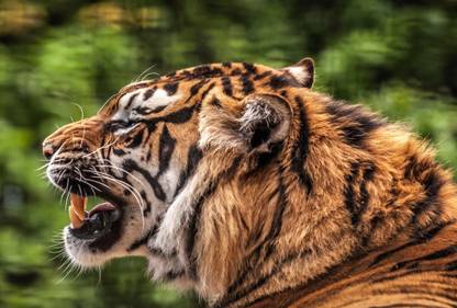 Tiger Poster & Sher poster & Lion POSTERS, bagh, chita, Animals Poster ...