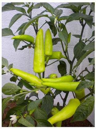 SRI SAI FORESTRY Bajji Mirchi Chilli Seeds for Home Garden Seed Price ...