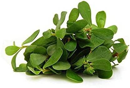 Paudha Kulfa Seed Price in India - Buy Paudha Kulfa Seed online at ...