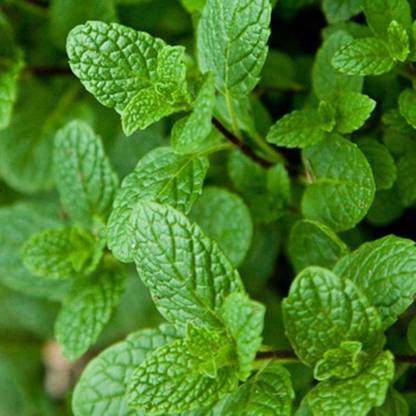 Paudha Pudina Seed Price in India - Buy Paudha Pudina Seed online at ...