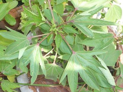 Paudha Ambada Seed Price in India - Buy Paudha Ambada Seed online at ...