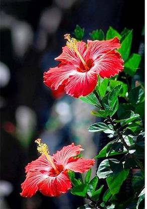 Corofitam Hibiscus Gudhal Flower Plant Price in India - Buy Corofitam ...