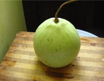 UGRA Ghiya Bottle Gourd Round Seed Price in India - Buy UGRA Ghiya ...