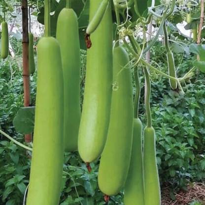 UGRA Long Gourd Dudhi Zucca Lauki Seed Price in India - Buy UGRA Long ...