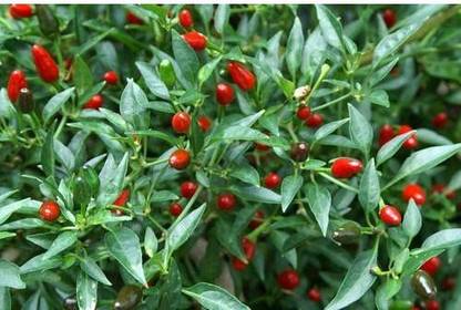 Corofitam Mirch/Chilli Plant Price in India - Buy Corofitam Mirch ...