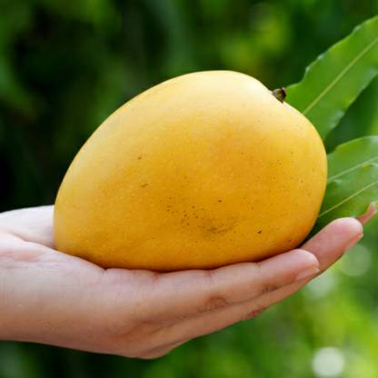 Exotica Dudhiya Malda Mango Plant Price in India - Buy Exotica Dudhiya ...