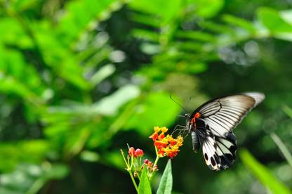 butterfly poster & Titli POSTERS, Dragonfly Poster, Insects Poster ...