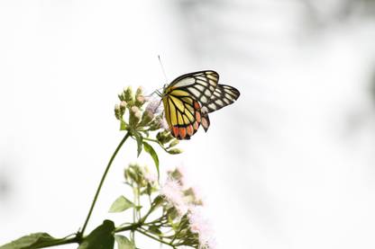 butterfly poster & Titli POSTERS, Dragonfly Poster, Insects Poster ...