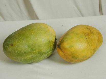 Exotica Imam Pasand Mango Plant Price in India - Buy Exotica Imam ...