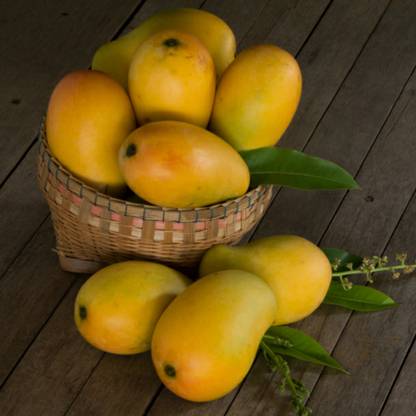 Exotica Kothapalli Kobbari Mango Plant Price in India - Buy Exotica ...