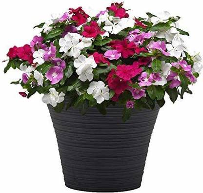 VibeX VXI-2 - Periwinkle Vinca Rosea Mix Flower Perennial Garden ...