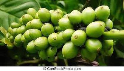 Fulmala Nursery Amra Plant Price in India - Buy Fulmala Nursery Amra ...