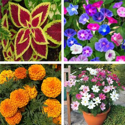 ANGIOOUTLETS Combo pack of coleus| marigold hazara| morning glory ...