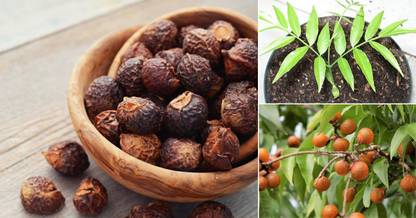 Green World REETHA /SOAPNUT SEEDS / ARITHA KE BEEJ FOR GARDENING ...