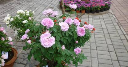 Go Green rose hybrid F1 original seeds Seed Price in India - Buy Go ...