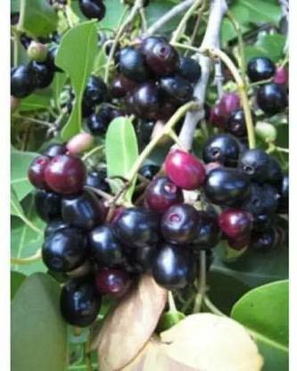 Chalisa Black Plum, Kala Jamun, Java Plum Seed Price in India - Buy ...