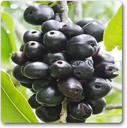 Aro Black Plum, Kala Jamun, Java Plum Seed Price in India - Buy Aro ...