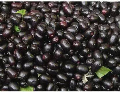 MAA Black Plum, Kala Jamun, Java Plum Seed Price in India - Buy MAA ...