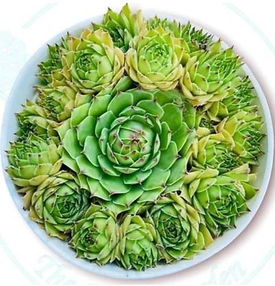 Padmavatii Laxmi Kamal Plant Price in India - Buy Padmavatii Laxmi ...
