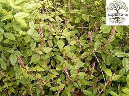 Kapebonavista Apamarga Chirchita Latjira Prickly Chaff Flowers plant ...