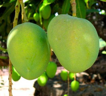 Native Earth Nursery Lippens Mango Plant Price in India - Buy Native ...