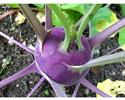 ALWAYSWE Purple Knol Khol Seed Price in India - Buy ALWAYSWE Purple ...