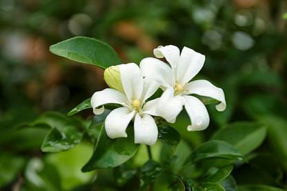 PLaNeTreee Madhu Kamini Plant Price in India - Buy PLaNeTreee Madhu ...